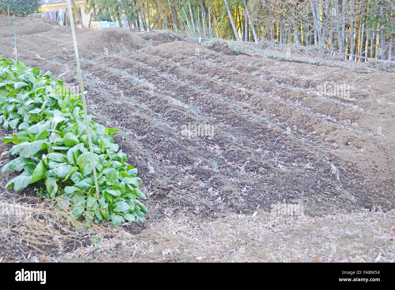 Vegetable field japan hi-res stock photography and images - Alamy