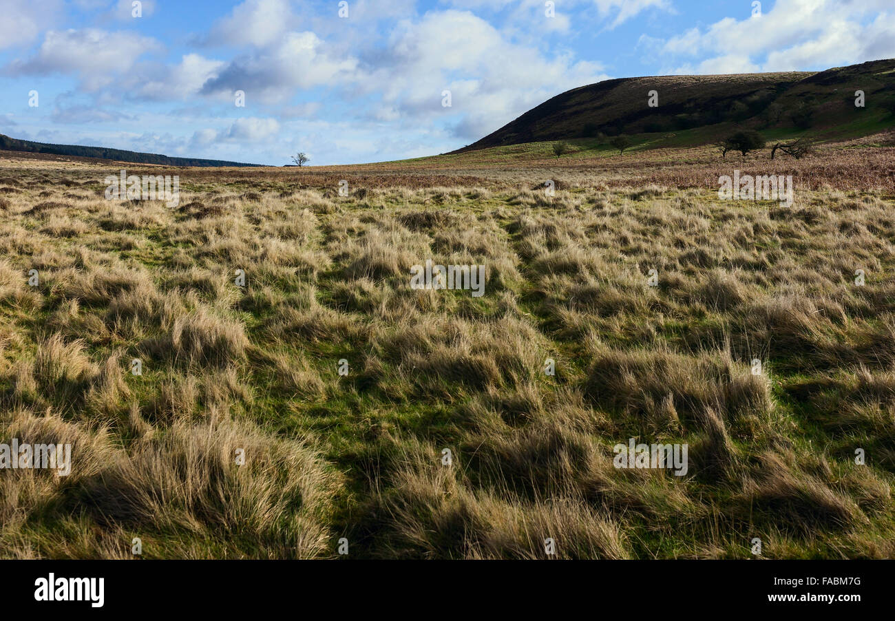 Heather covered moors hi-res stock photography and images - Alamy