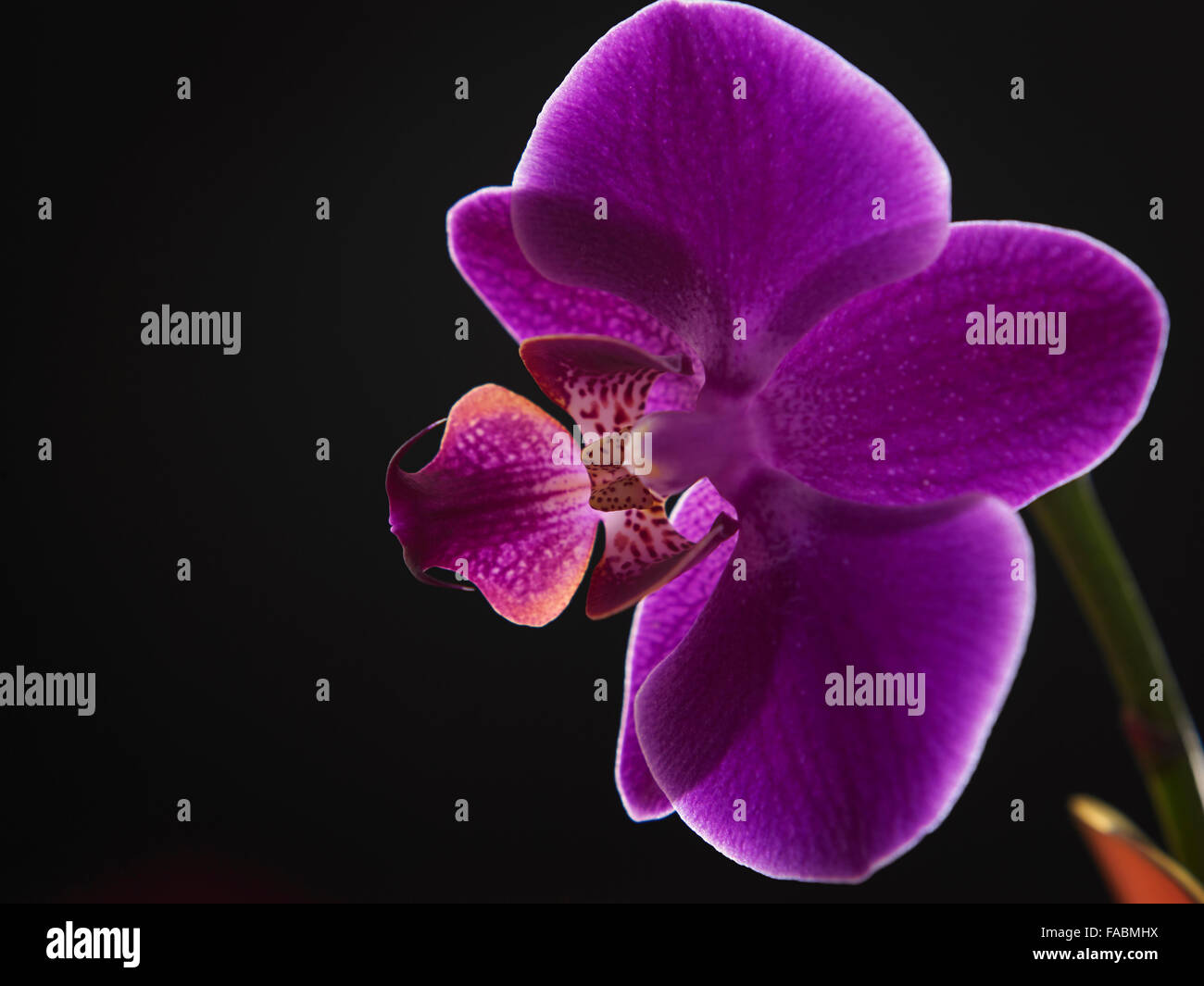 beauty of the purple orchid Stock Photo - Alamy