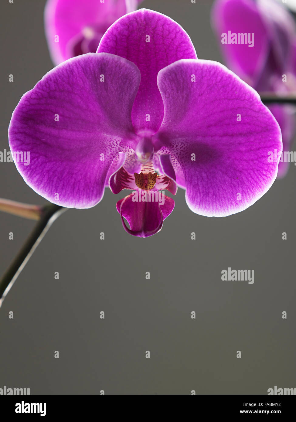 close up of the beauty of orchid flower Stock Photo - Alamy