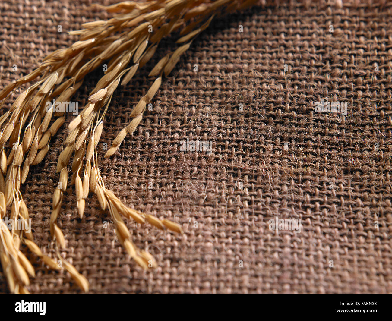 paddy on the sack cloth Stock Photo - Alamy