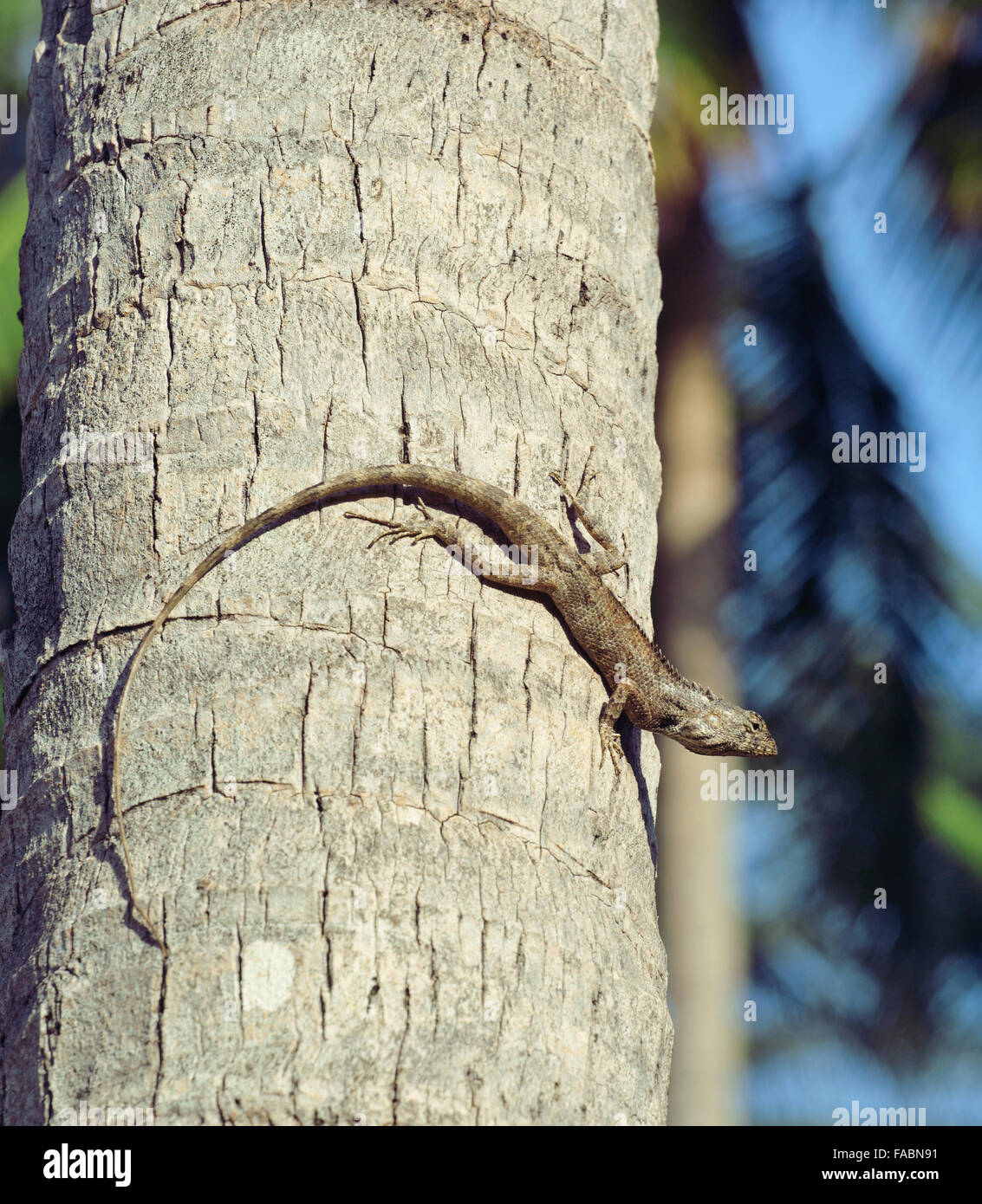 medium lizard in wild nature on palm tree Stock Photo - Alamy