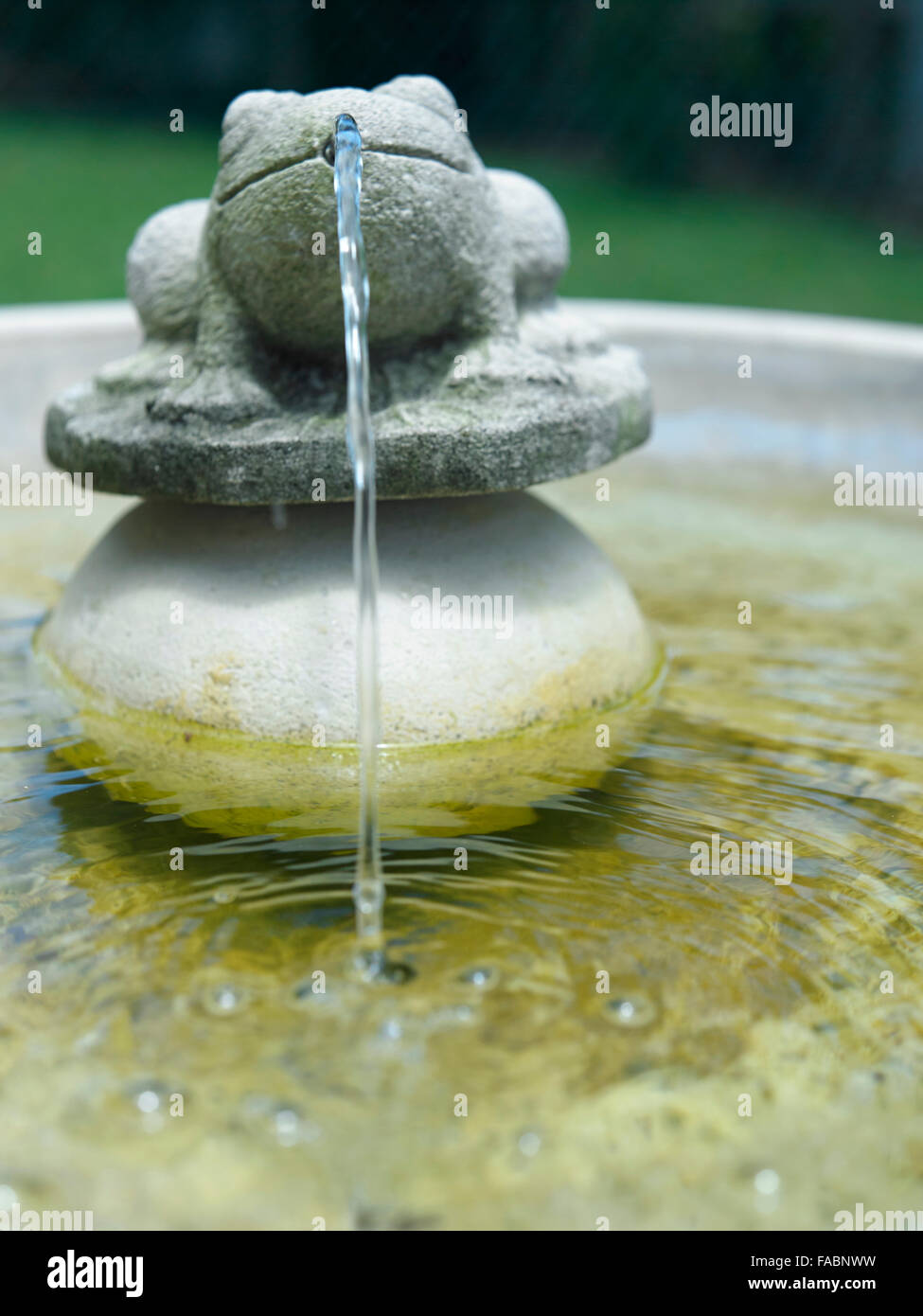 close up of the frog shaped water feature Stock Photo - Alamy