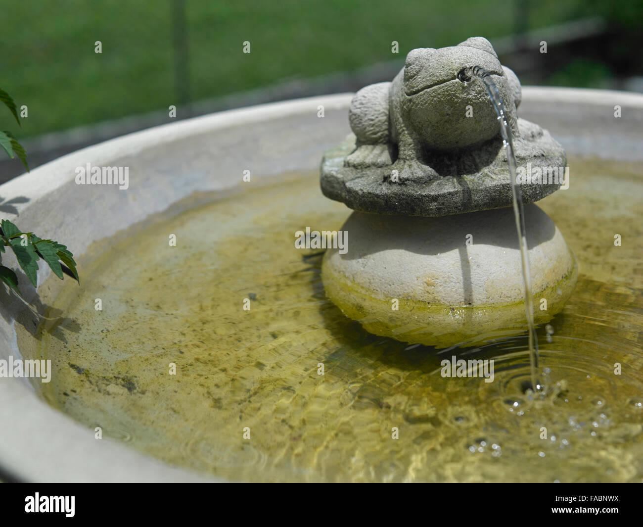 close up of the frog shaped water feature Stock Photo - Alamy