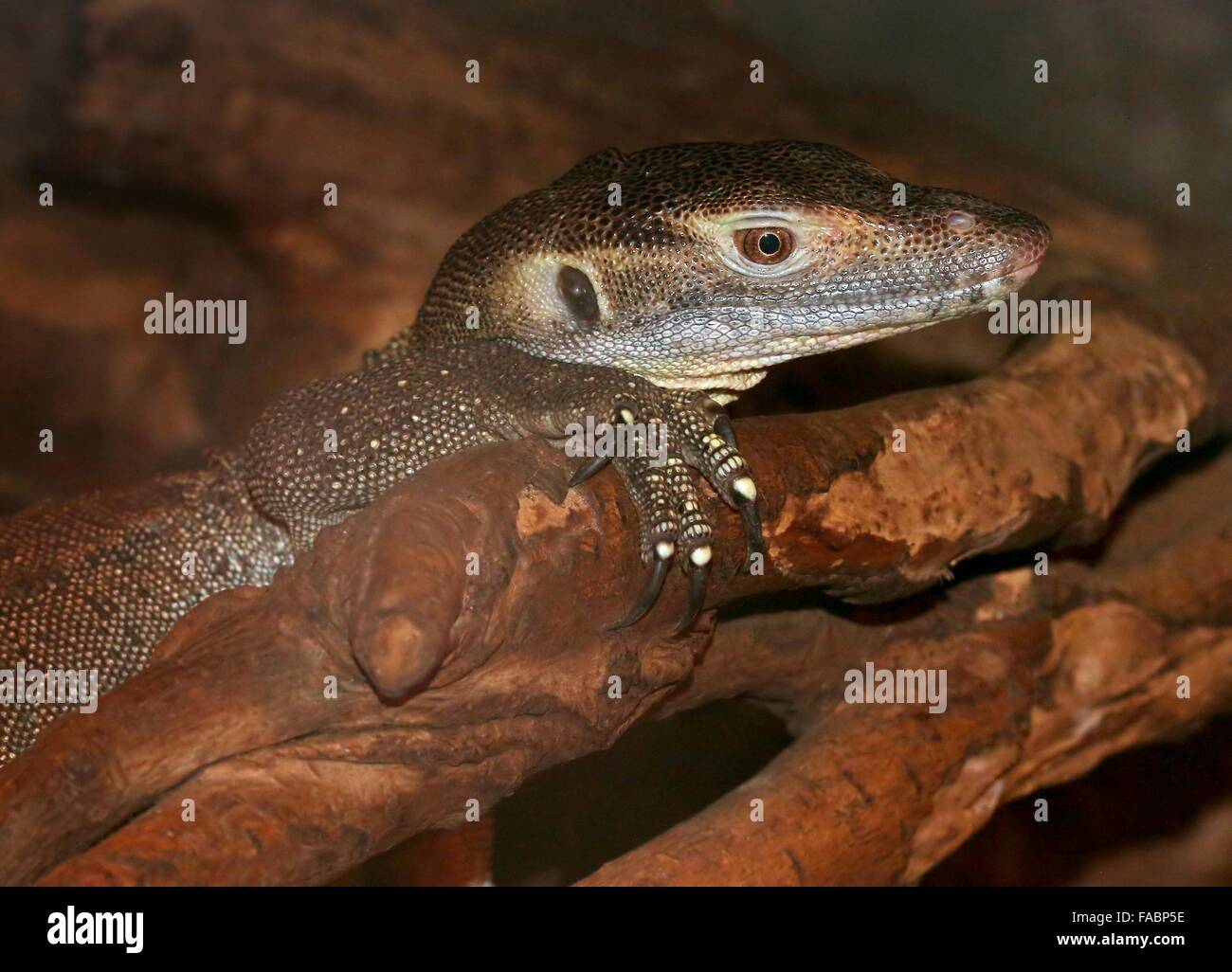 Northern Australian Mertens’ water monitor (Varanus mertensi), closeup ...