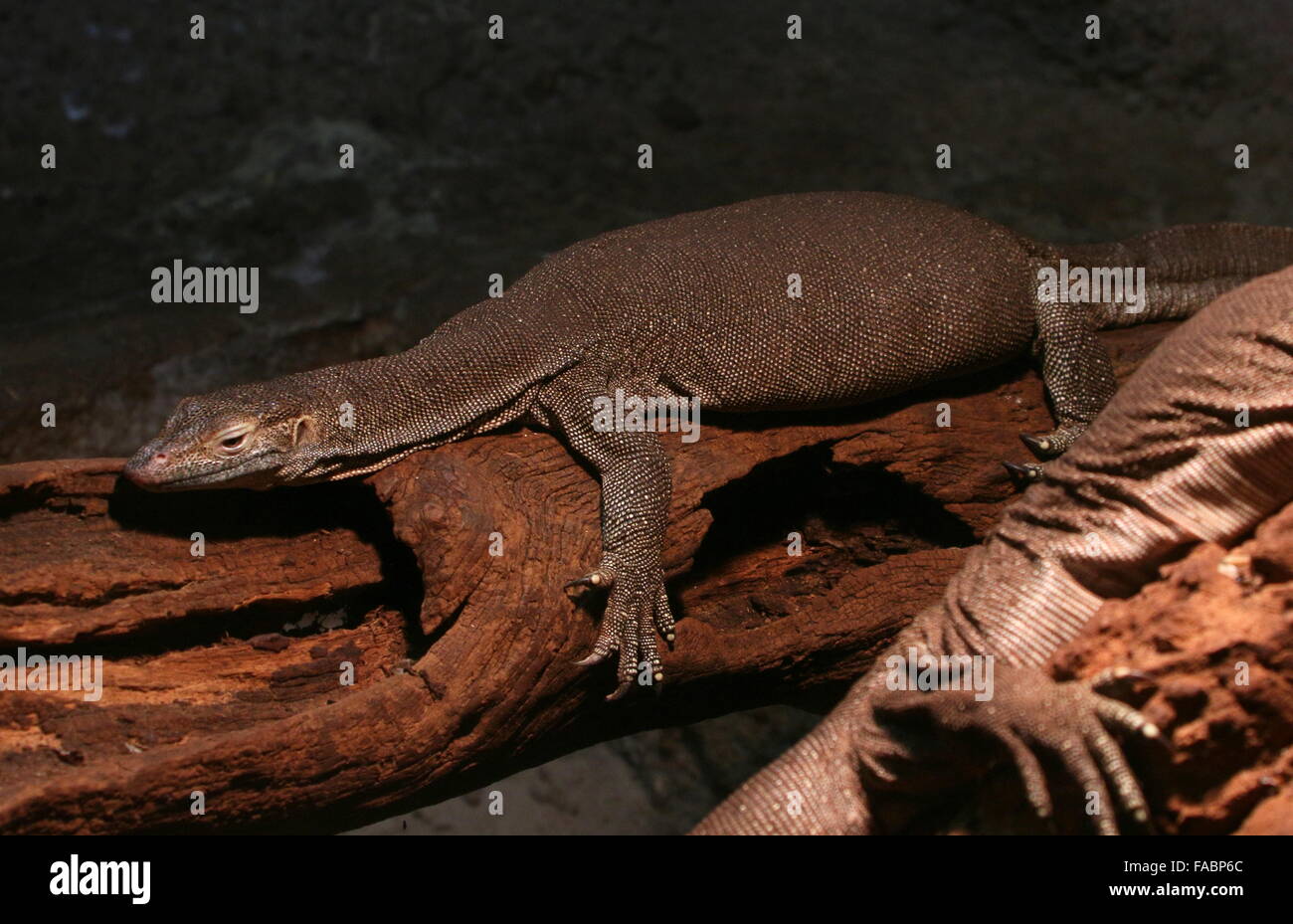 Northern Australian Mertens’ water monitor (Varanus mertensi), closeup ...