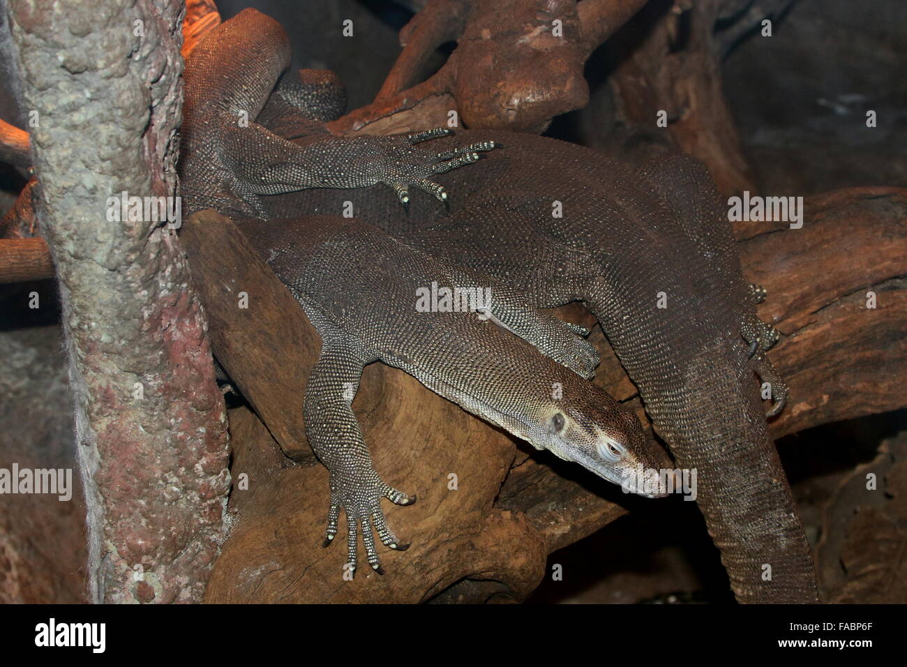 Several Northern Australian Mertens’ water monitors (Varanus mertensi ...