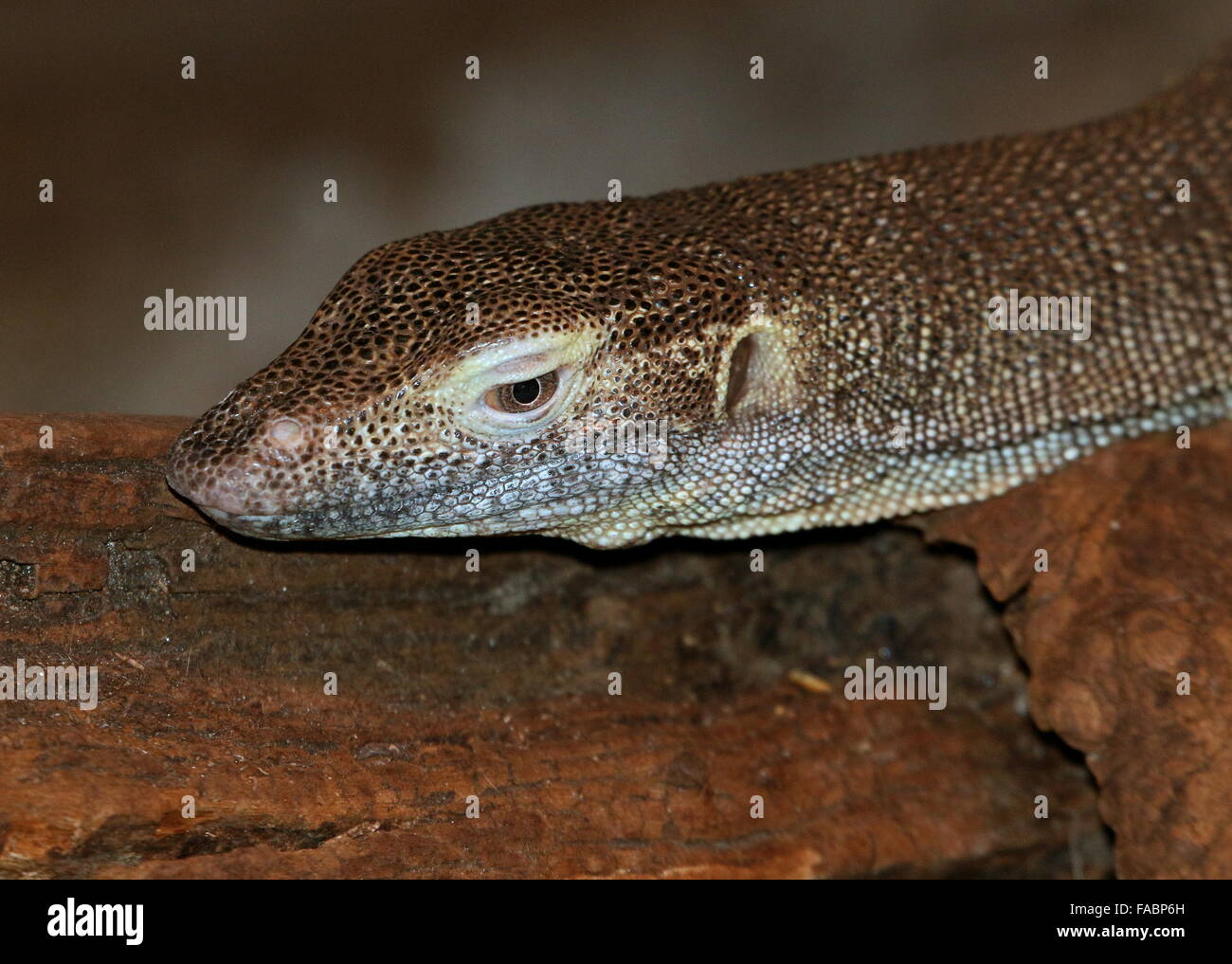 Mertens watervaraan hi-res stock photography and images - Alamy