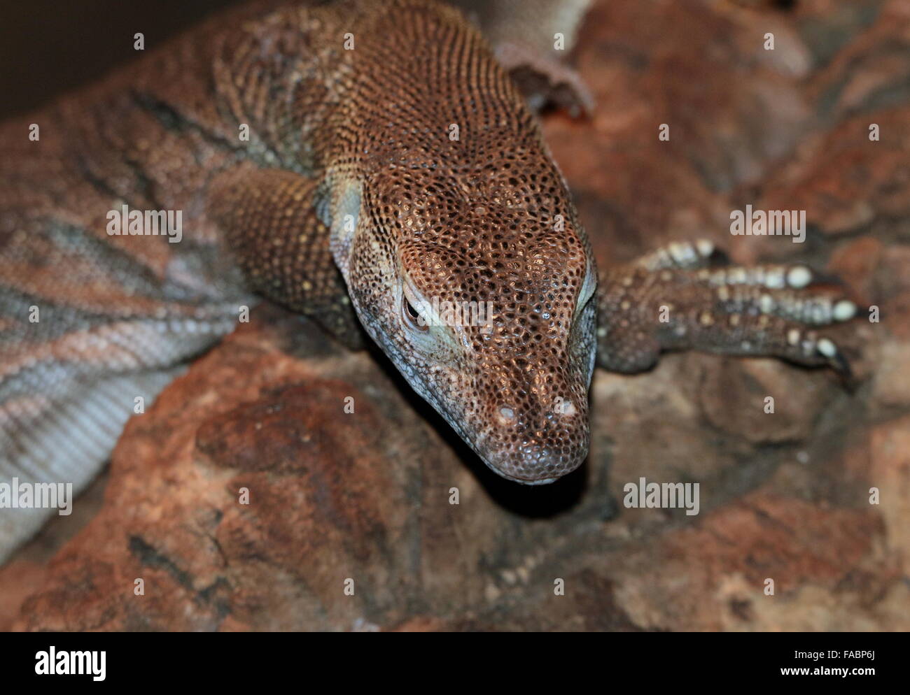 Northern Australian Mertens’ water monitor (Varanus mertensi), closeup ...