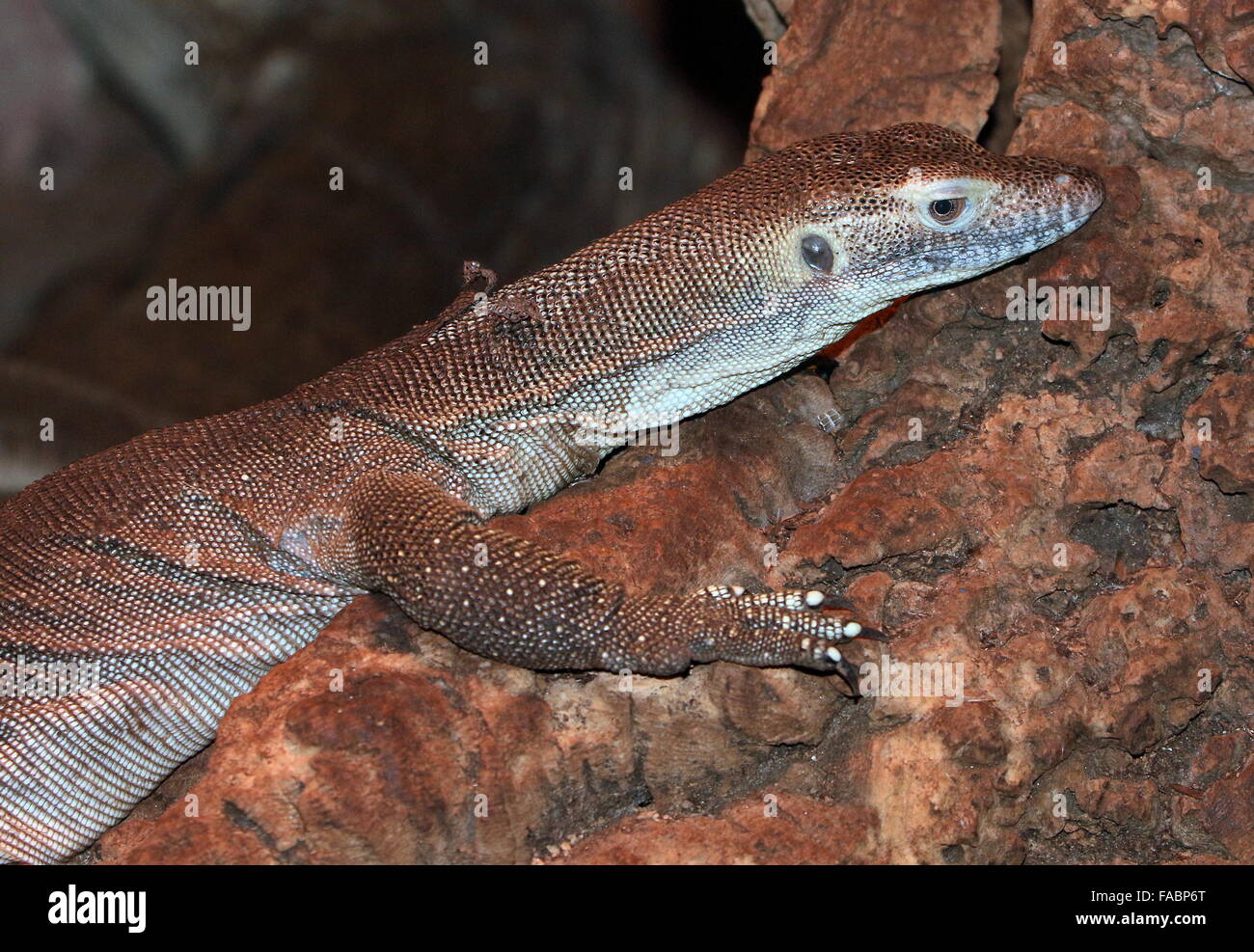 Northern Australian Mertens’ water monitor (Varanus mertensi), closeup ...