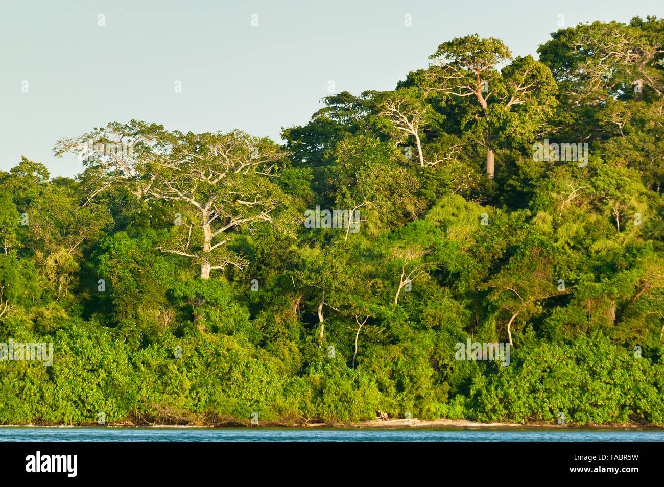 Coastal rain forest at Punta Patino nature reserve, Pacific coast ...