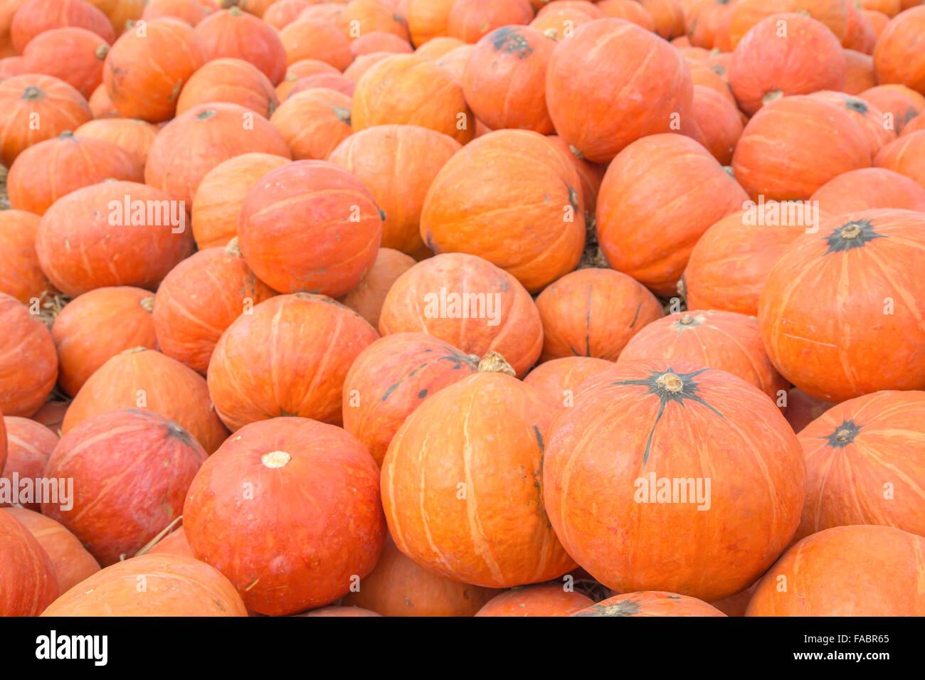 A pile of pumpkins Stock Photo - Alamy