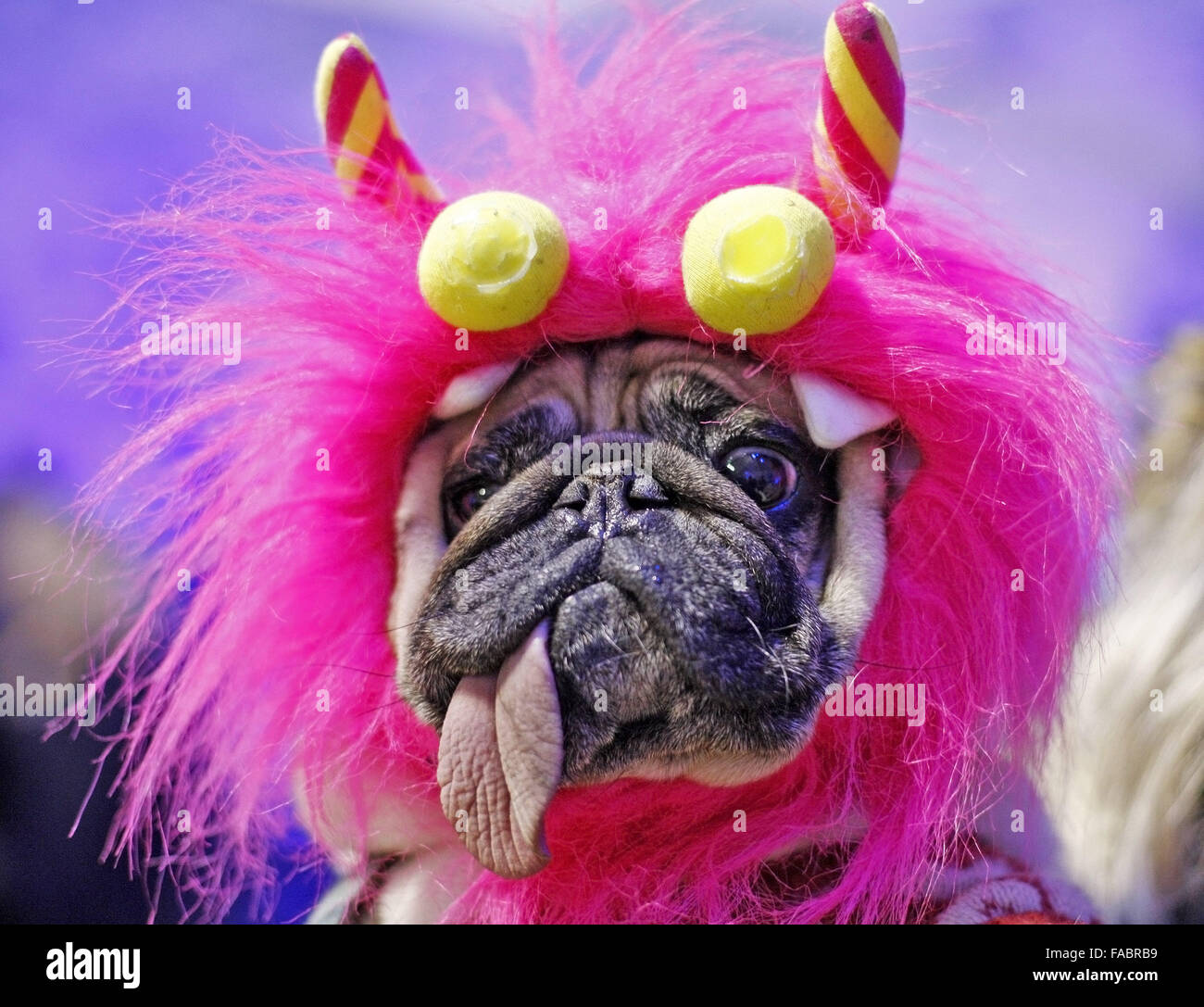 Kiev, Ukraine. 26th December, 2015. A pug dressed in a costume at the ...