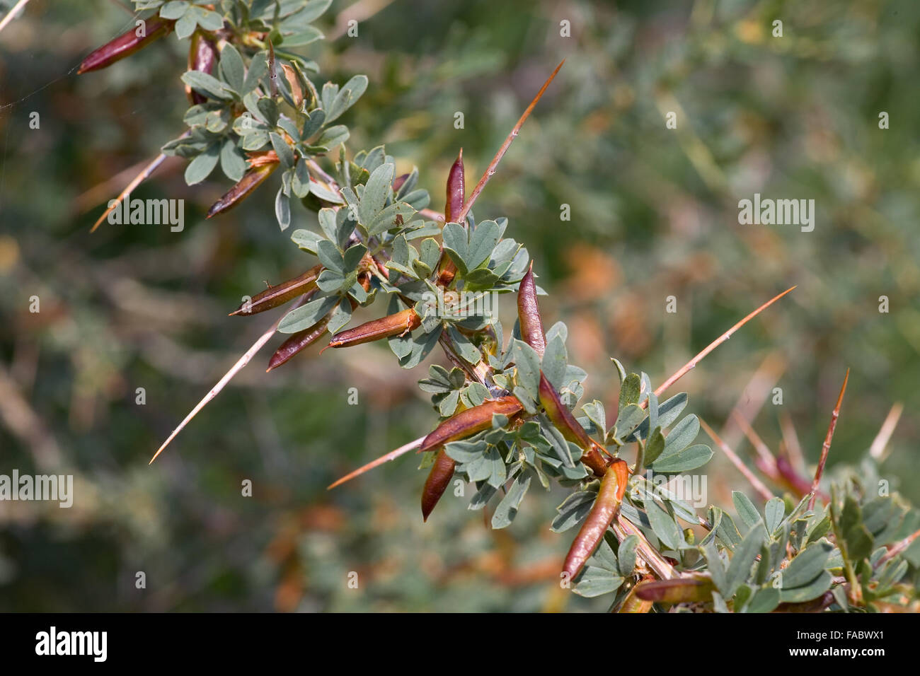 Prickly acacia bushes, very sharp shypy Stock Photo - Alamy