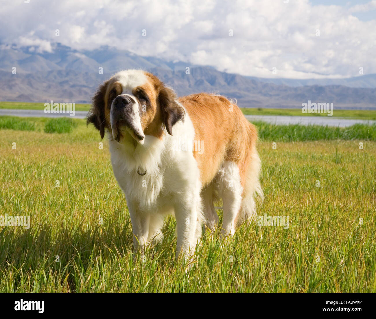 Saint bernard dog standing hi-res stock photography and images - Alamy