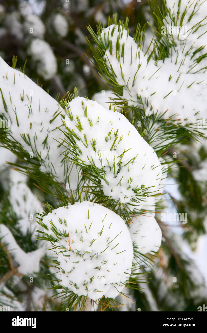 frozen branch of pine tree Stock Photo - Alamy