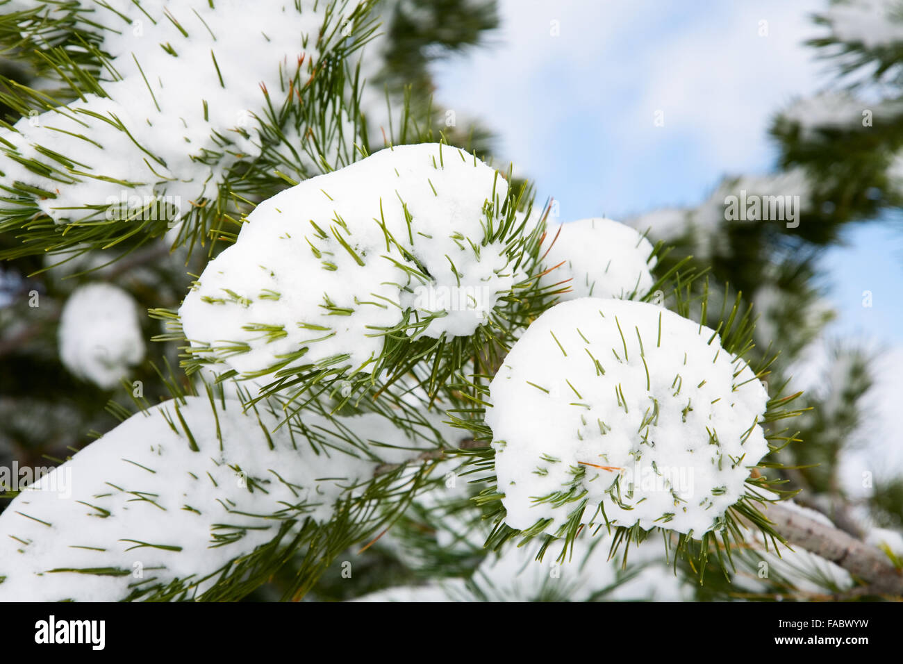 frozen branch of pine tree Stock Photo - Alamy
