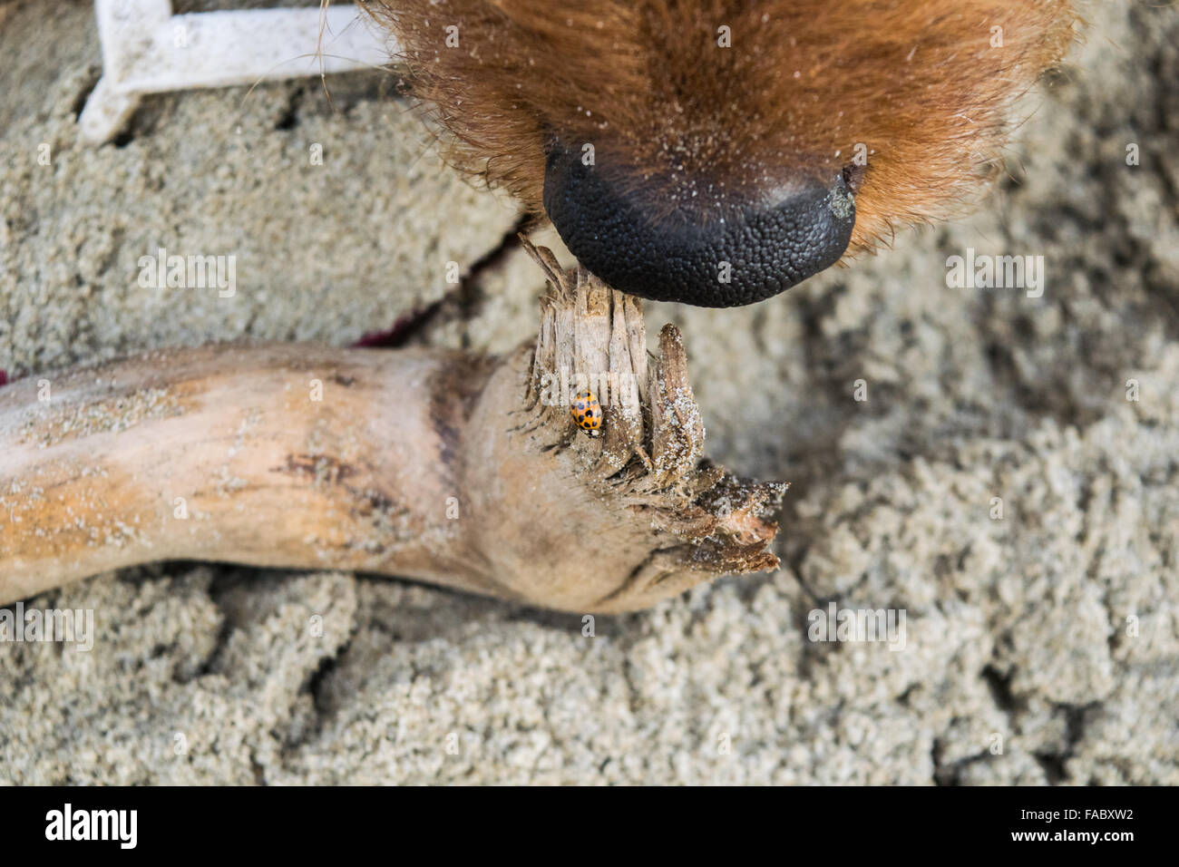 Dog sniffing a ladybug Stock Photo - Alamy