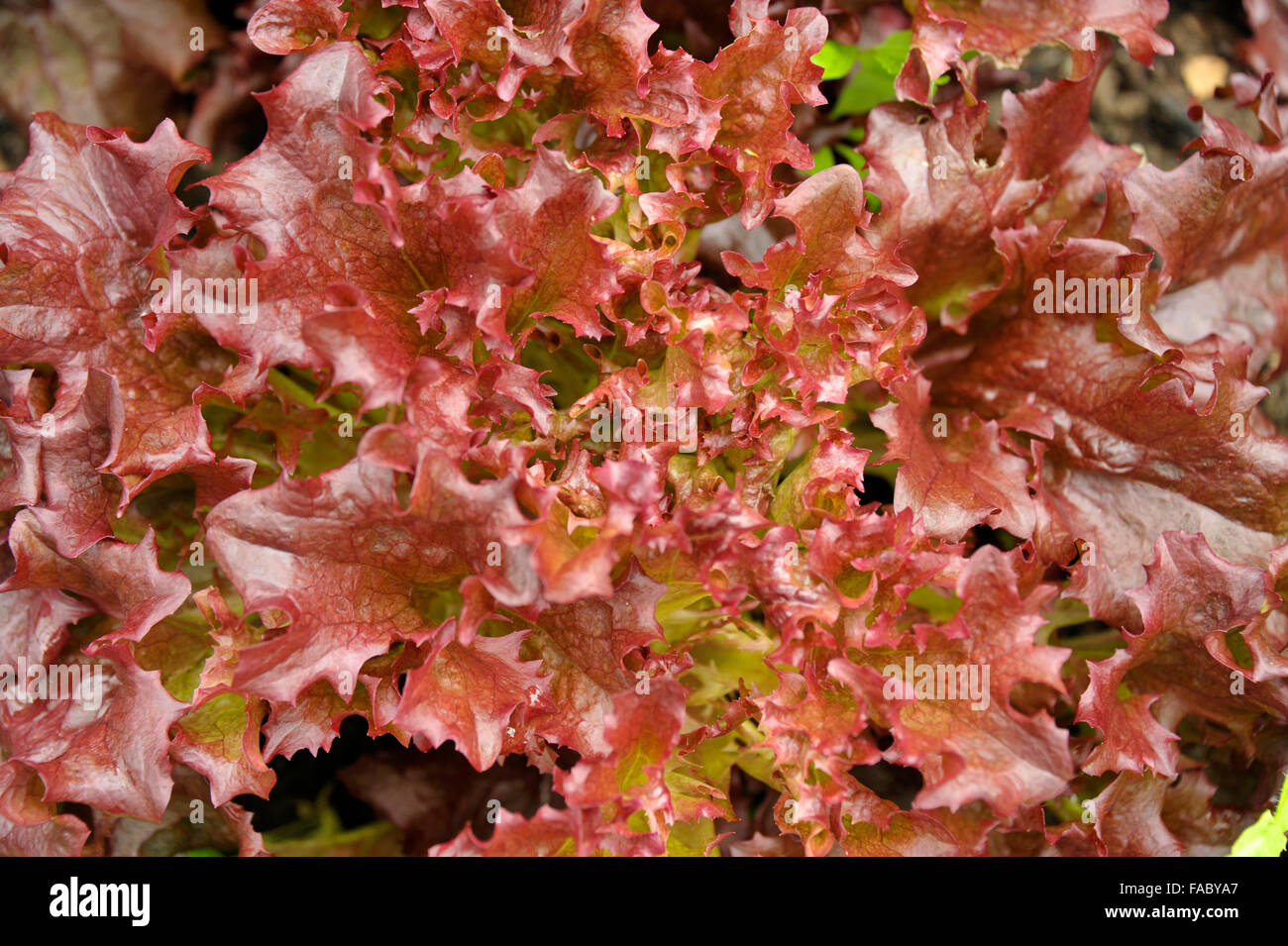 Red leaf lettuce variety Lollo Rosso Stock Photo - Alamy