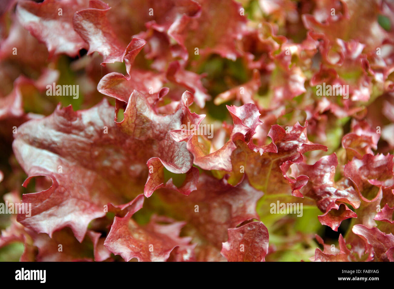 Red leaf lettuce variety Lollo Rosso Stock Photo - Alamy