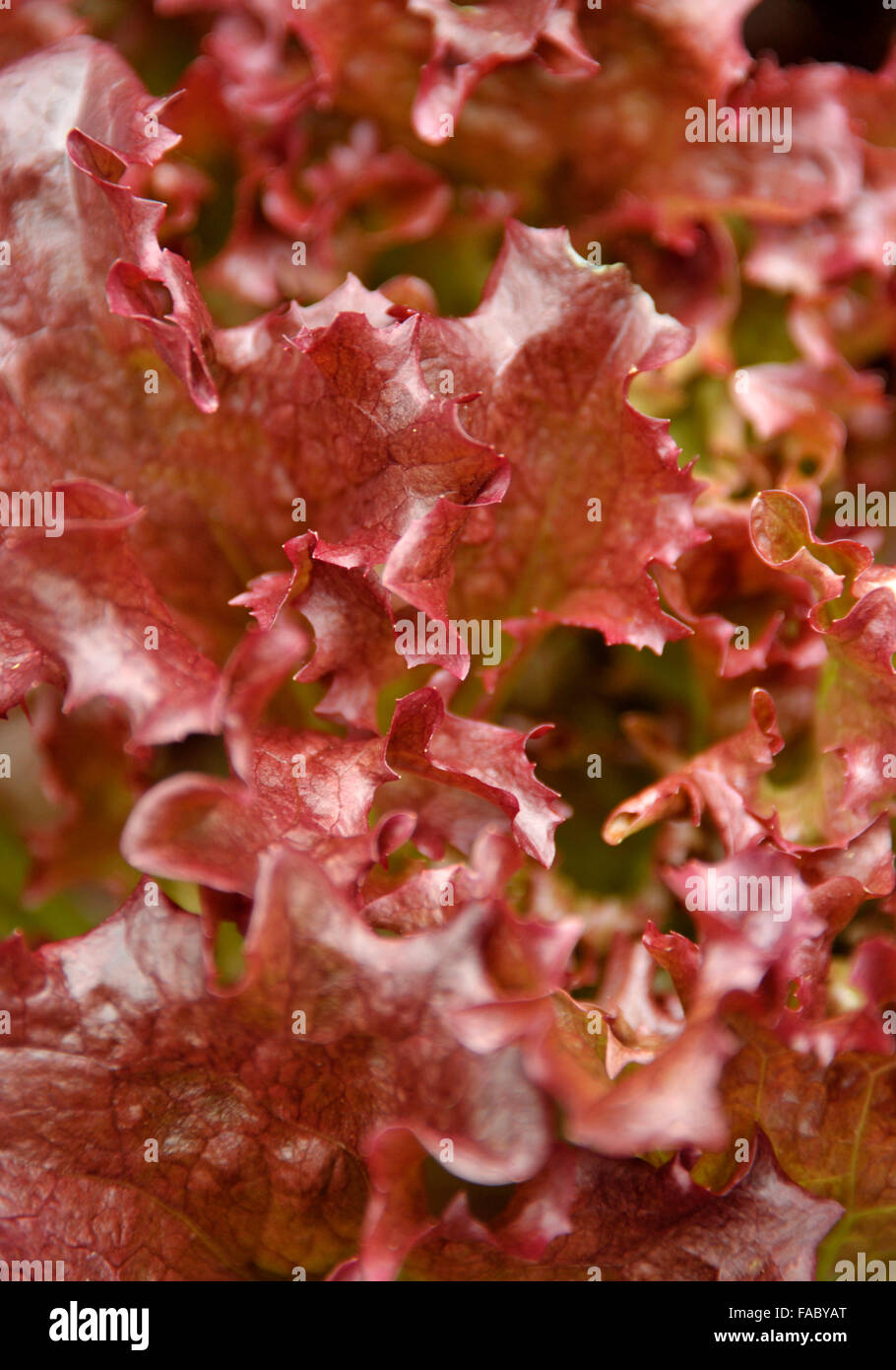 Lollo rosso hi-res stock photography and images - Alamy