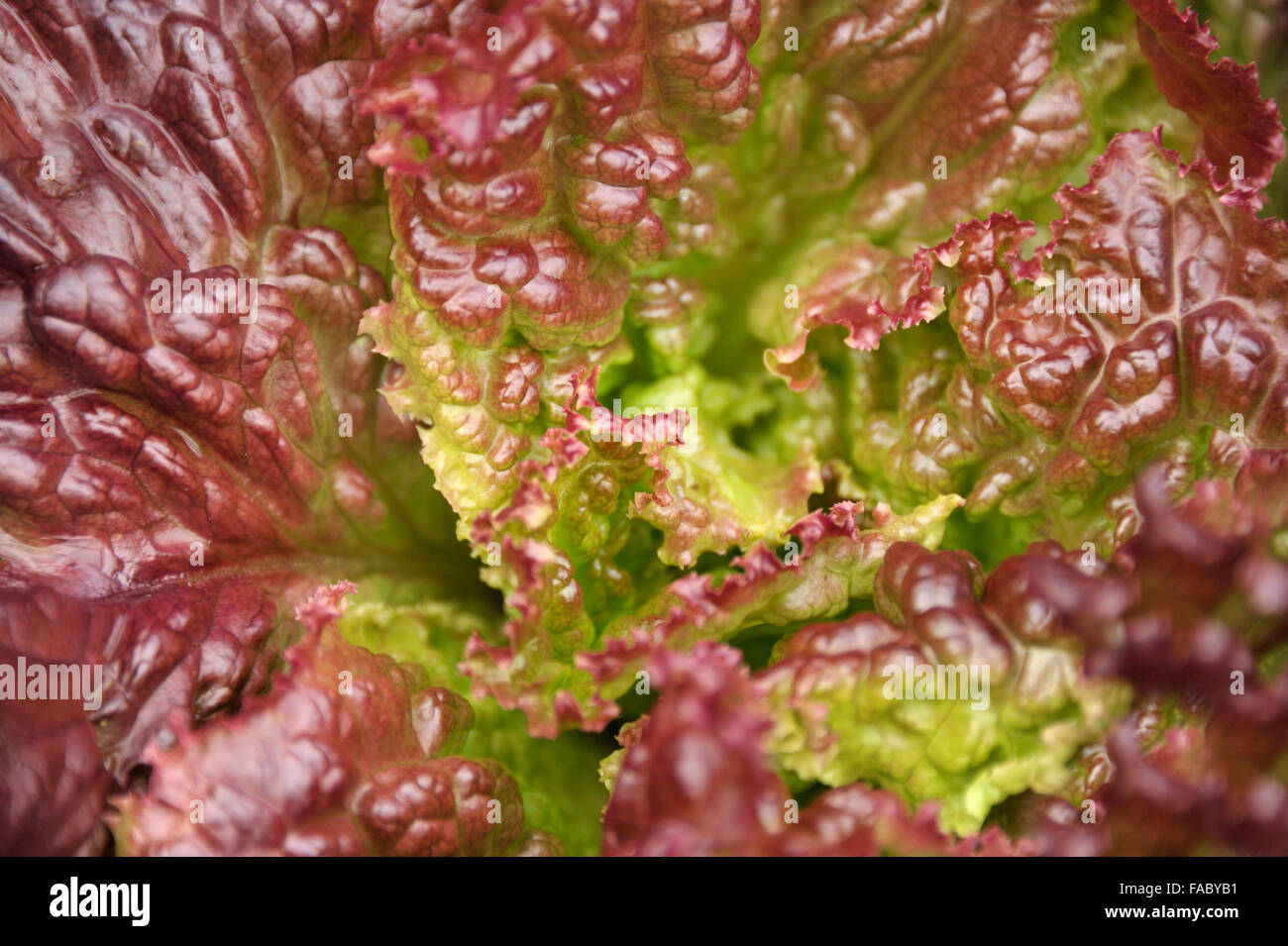 Red leaf lettuce variety Lollo Rosso Stock Photo - Alamy