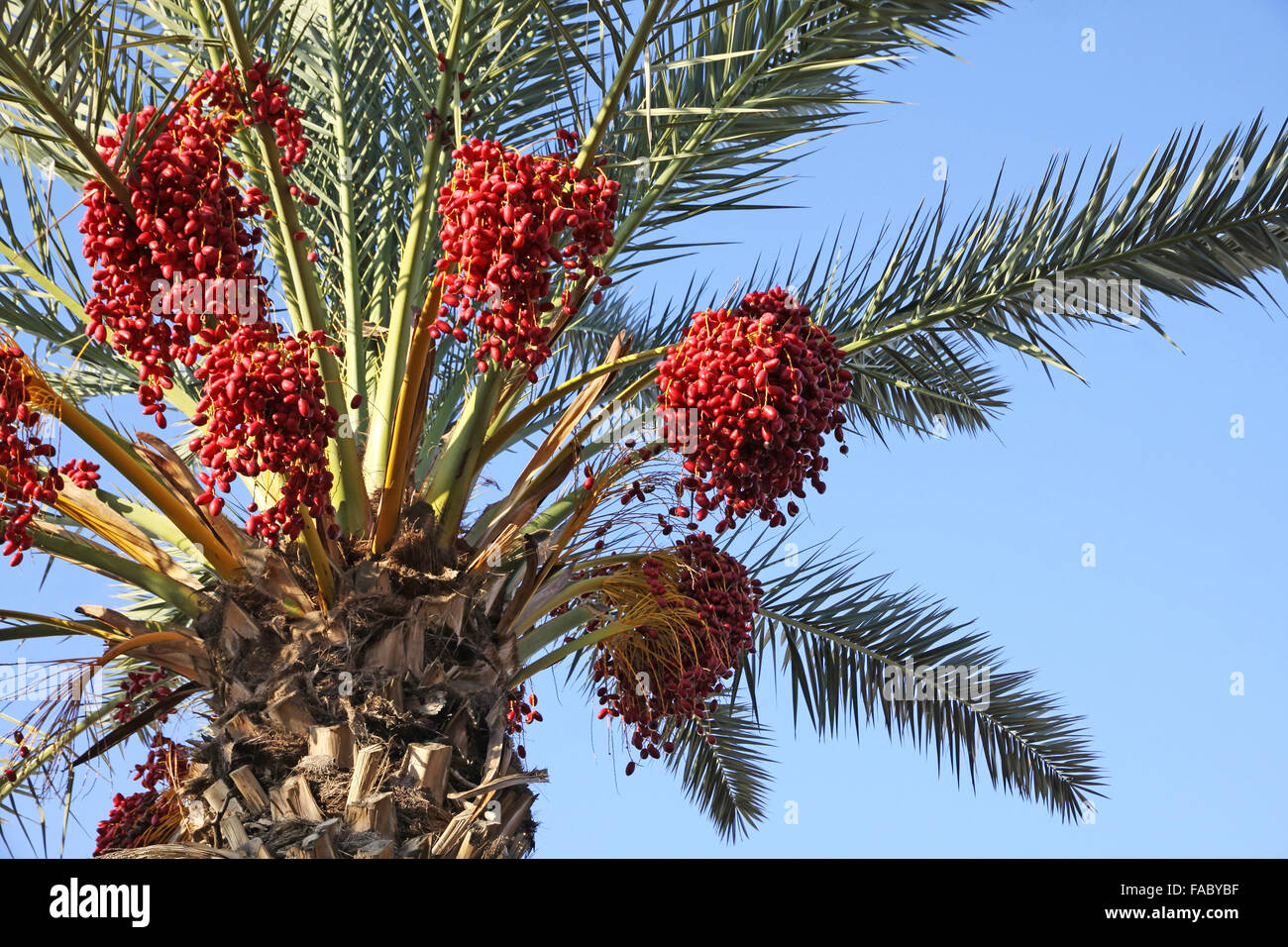 Date palm tree hi-res stock photography and images - Alamy