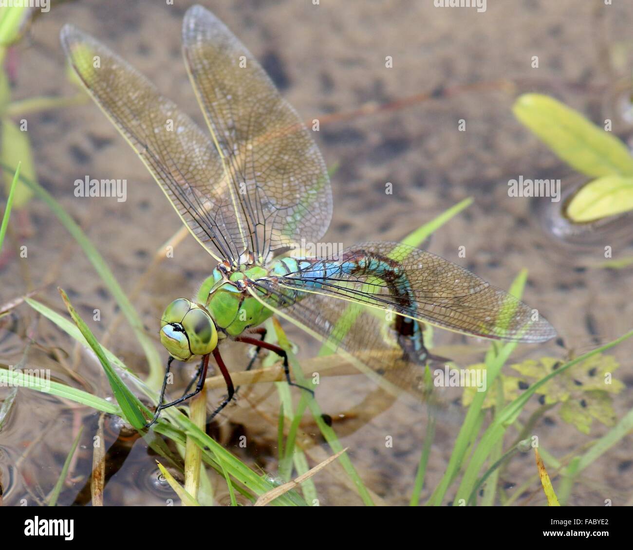Female Blue Emperor Dragonfly (Anax imperator) depositing her eggs in ...
