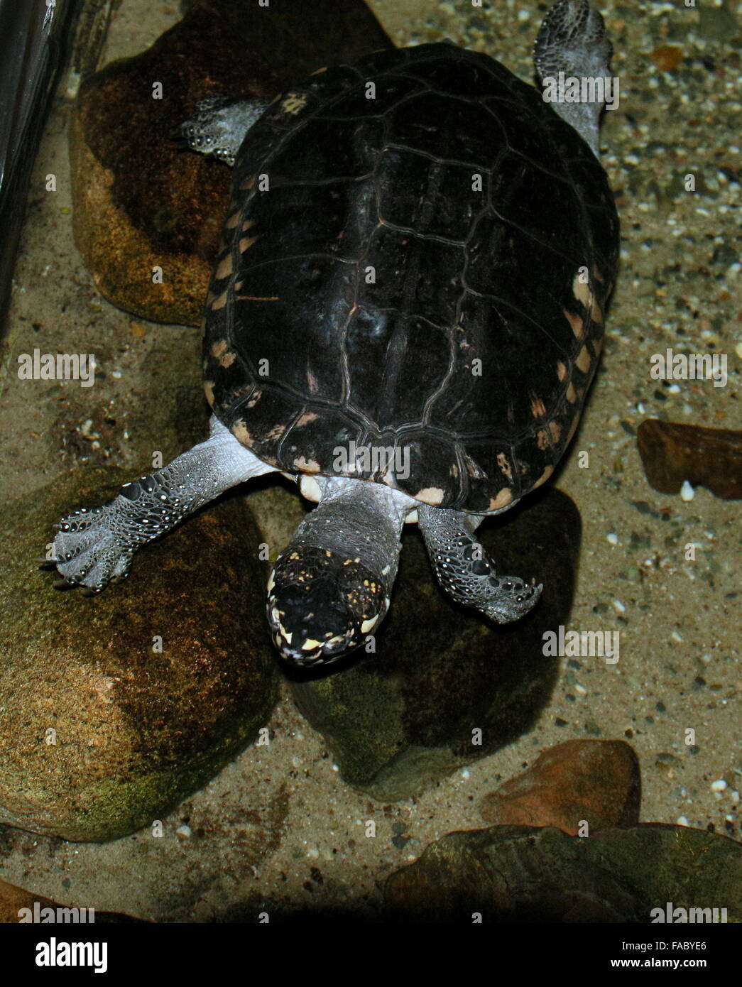 Turtles Of Pakistan High Resolution Stock Photography and Images - Alamy