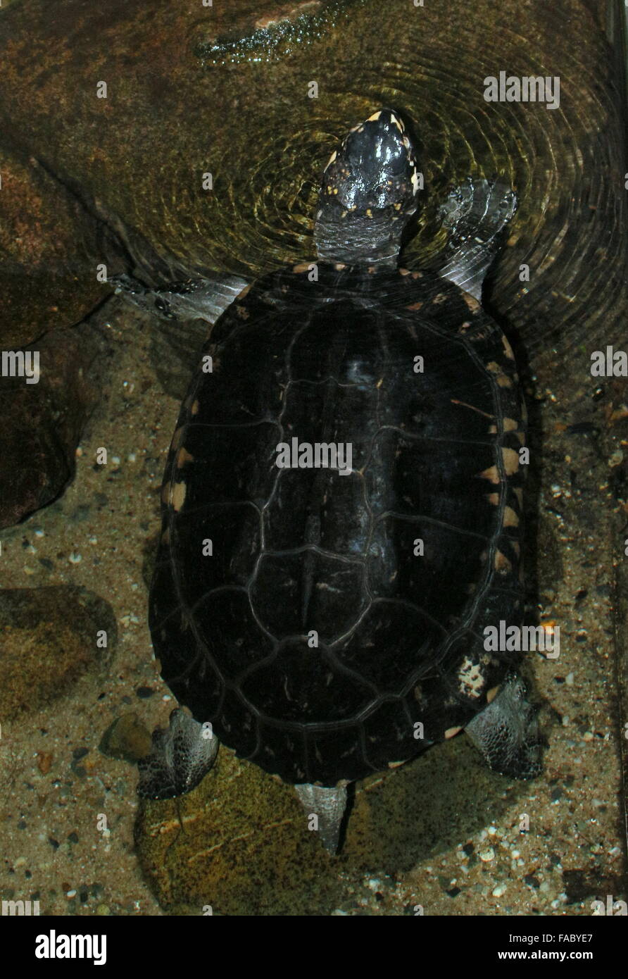 Indian Spotted turtle (Geoclemys hamiltonii), a.k.a. Black Pond Turtle ...