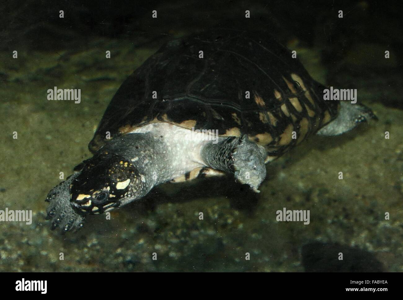 Indian Spotted turtle (Geoclemys hamiltonii), a.k.a. Black Pond Turtle ...