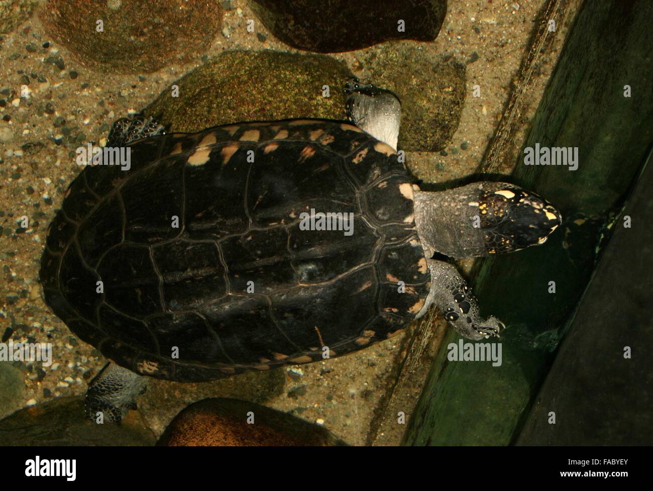 Indian Spotted turtle (Geoclemys hamiltonii), a.k.a. Black Pond Turtle ...