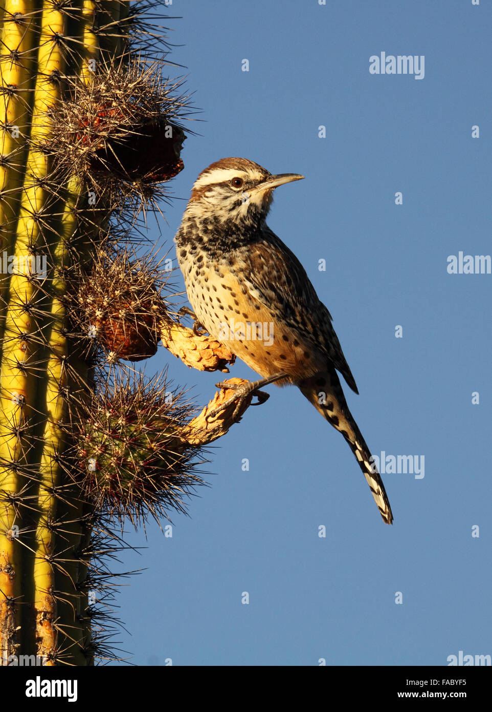 Bird on cactus hi-res stock photography and images - Alamy