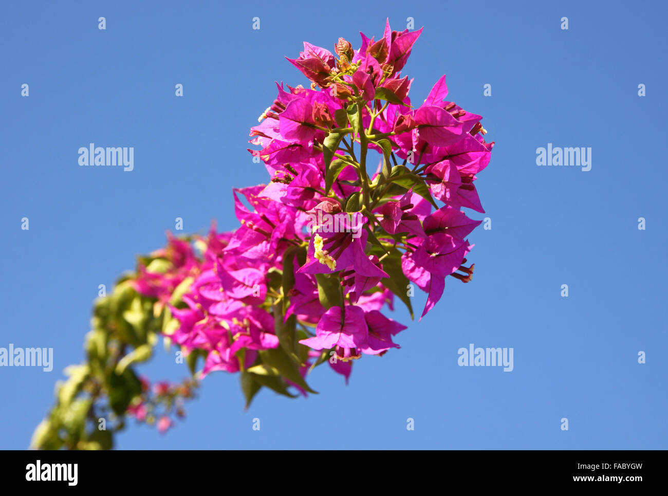 Branch of Bougainvillea flowers in the garden over blue sky background ...