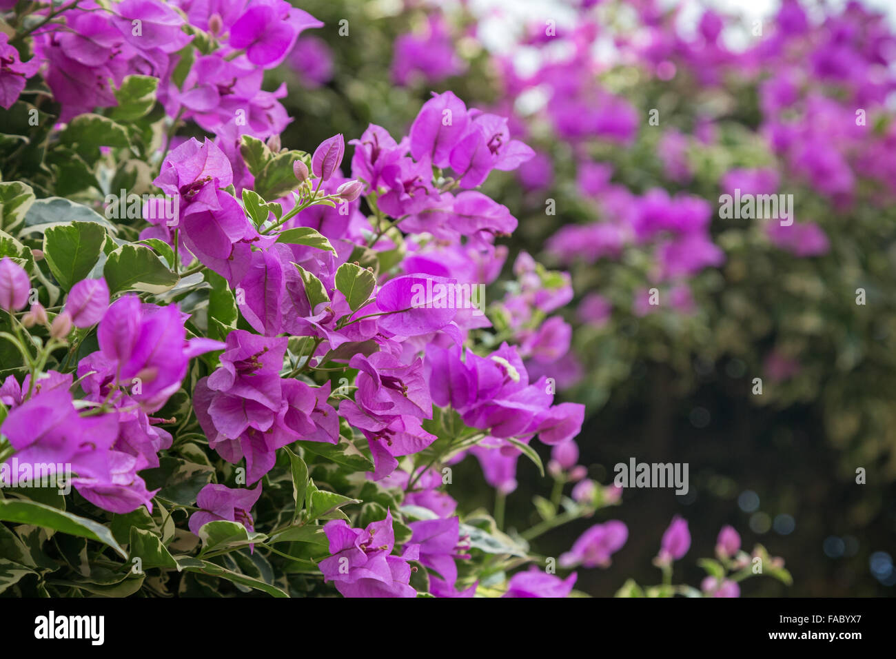 Closeup of a shrub or tree of blooming purple Brazil Bougainvillea ...
