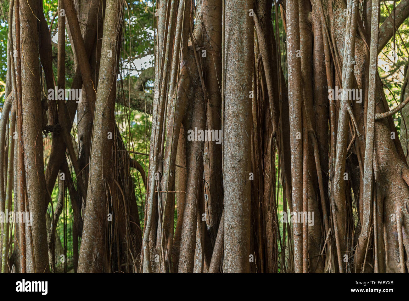 Indian rubber tree hi-res stock photography and images - Alamy