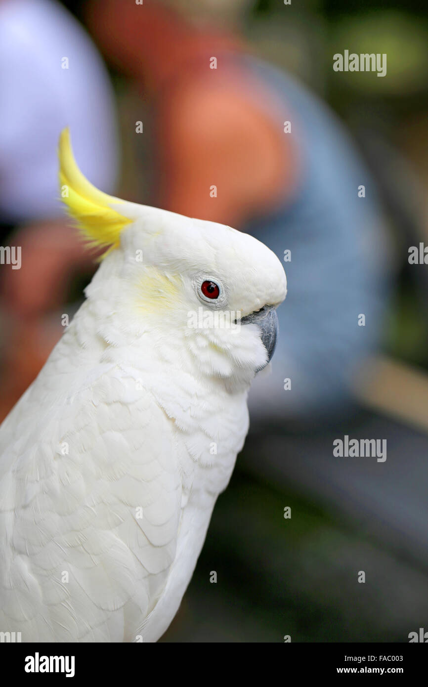 White parrot with red beak hi-res stock photography and images - Alamy