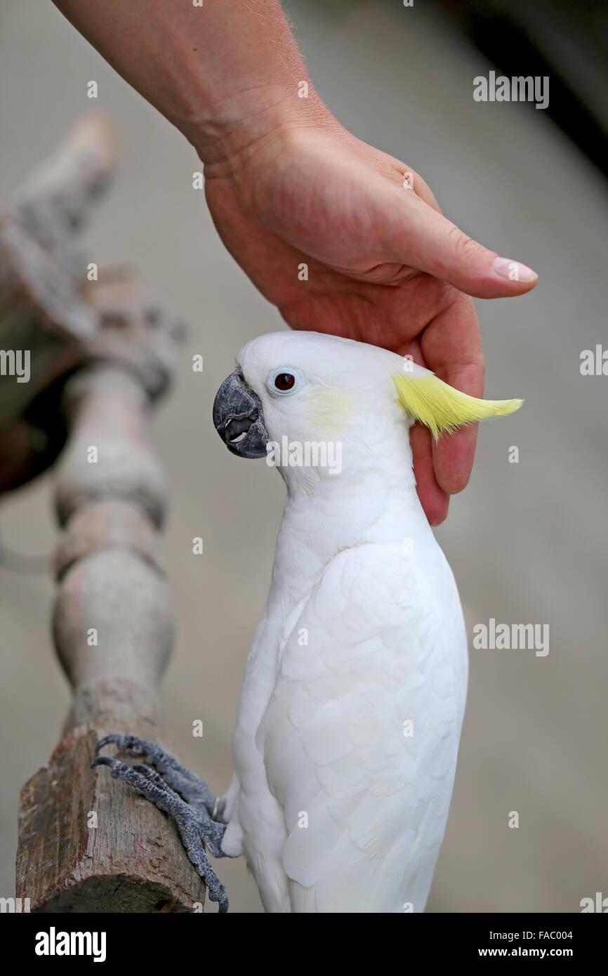 Beautiful white parrot cockatoo photographed close up Stock Photo - Alamy