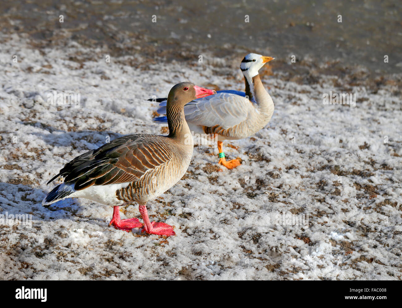Beautiful geese walk on the earth photographed close up Stock Photo - Alamy