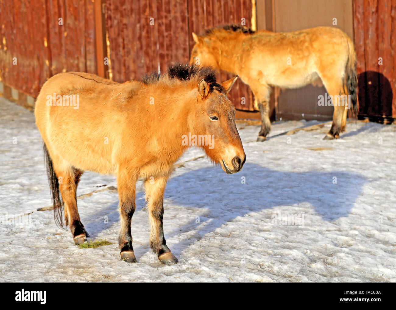 Beautiful horse in the zoo, photographed close up Stock Photo - Alamy