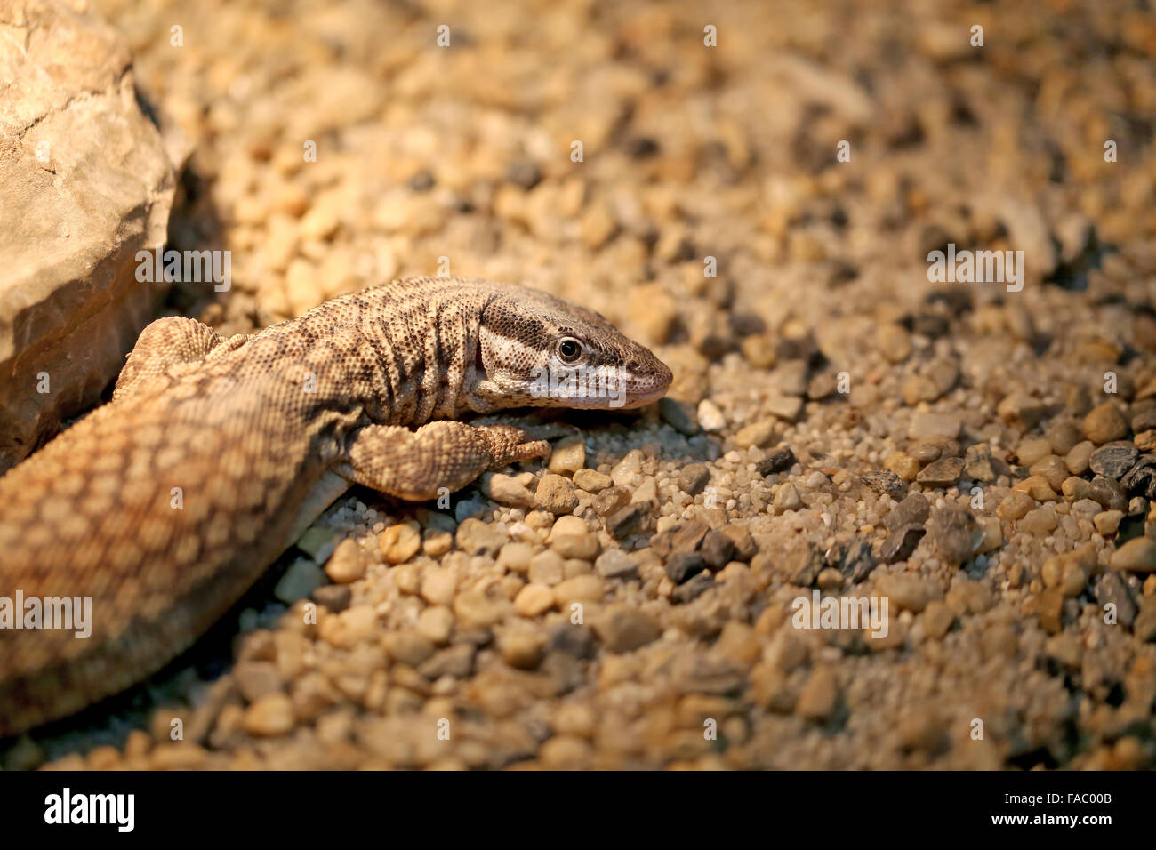 Beautiful lizard a photographed on sand closeup Stock Photo - Alamy