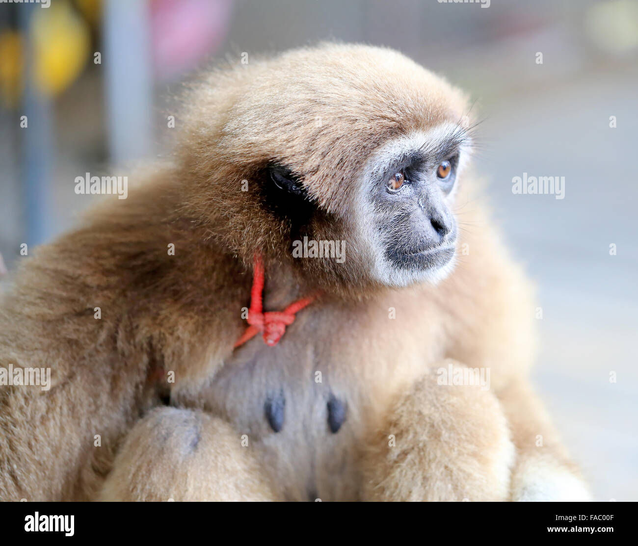Monkey red face hi-res stock photography and images - Alamy