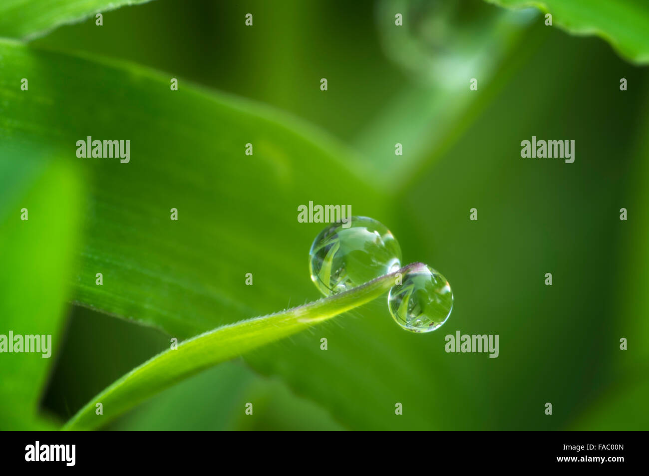 Dew drops on grass hi-res stock photography and images - Alamy