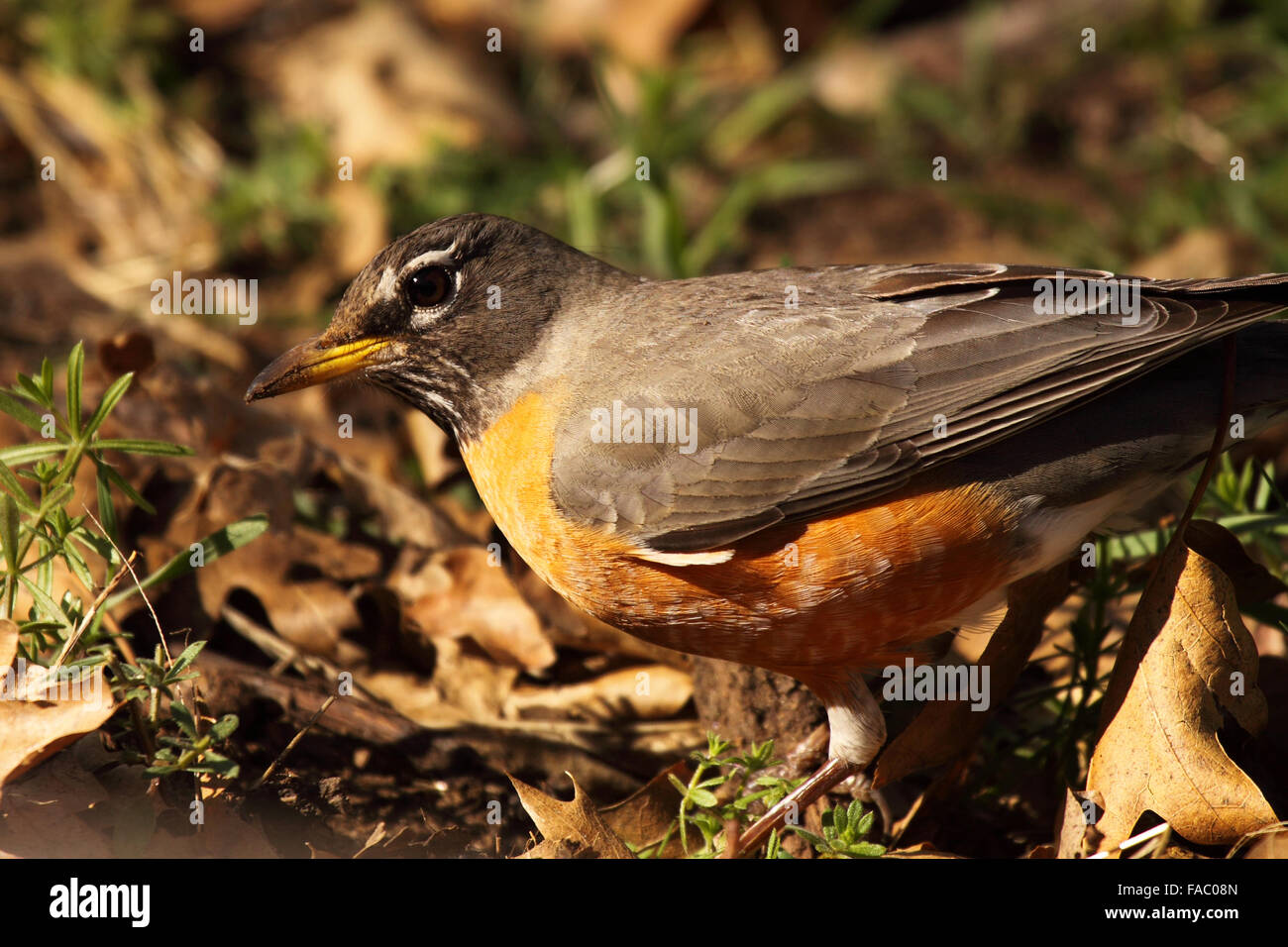 Female american robin hi-res stock photography and images - Alamy