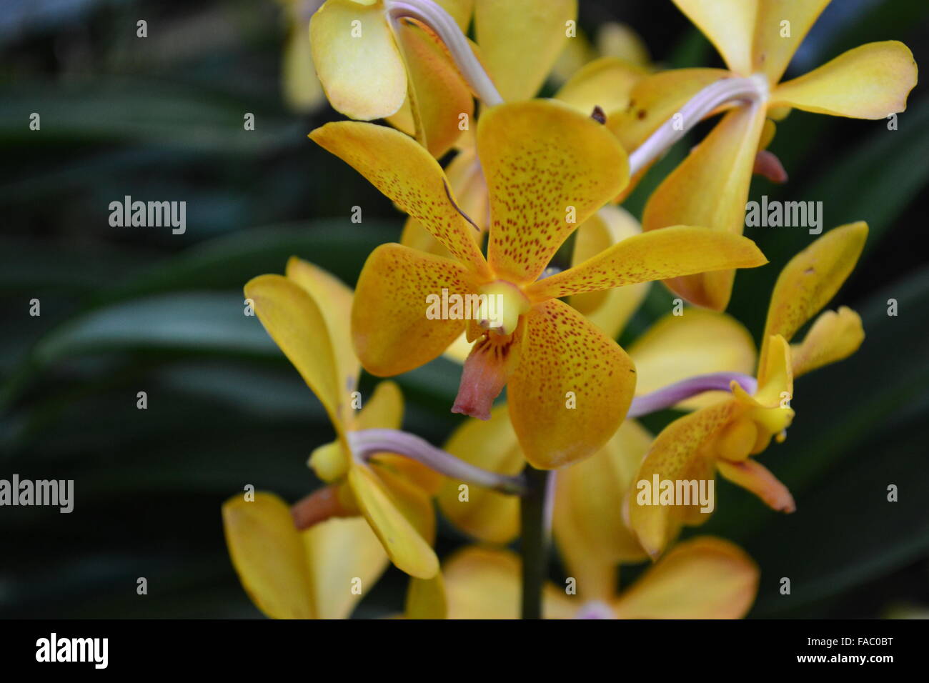 Yellow orchids on branch in garden Stock Photo - Alamy