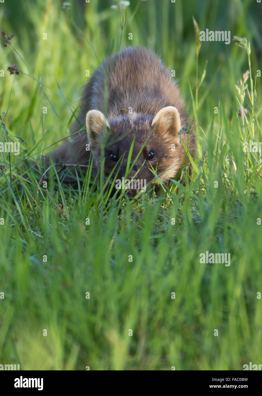 Pine Marten hunting, ready to pounce at the camera Stock Photo - Alamy