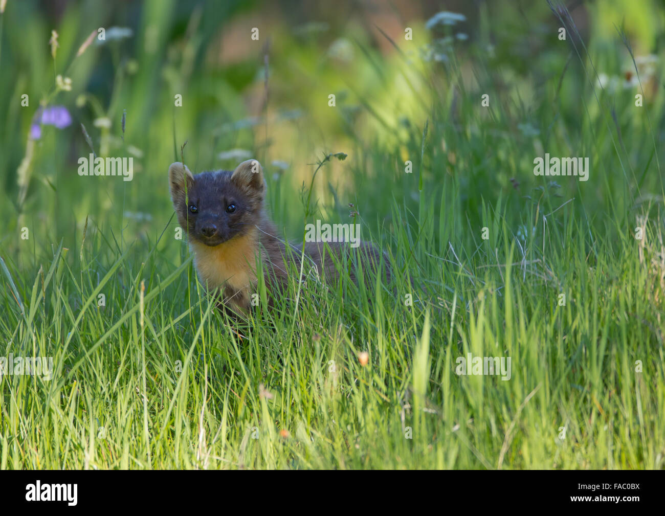 Pine Marten hunting Stock Photo - Alamy