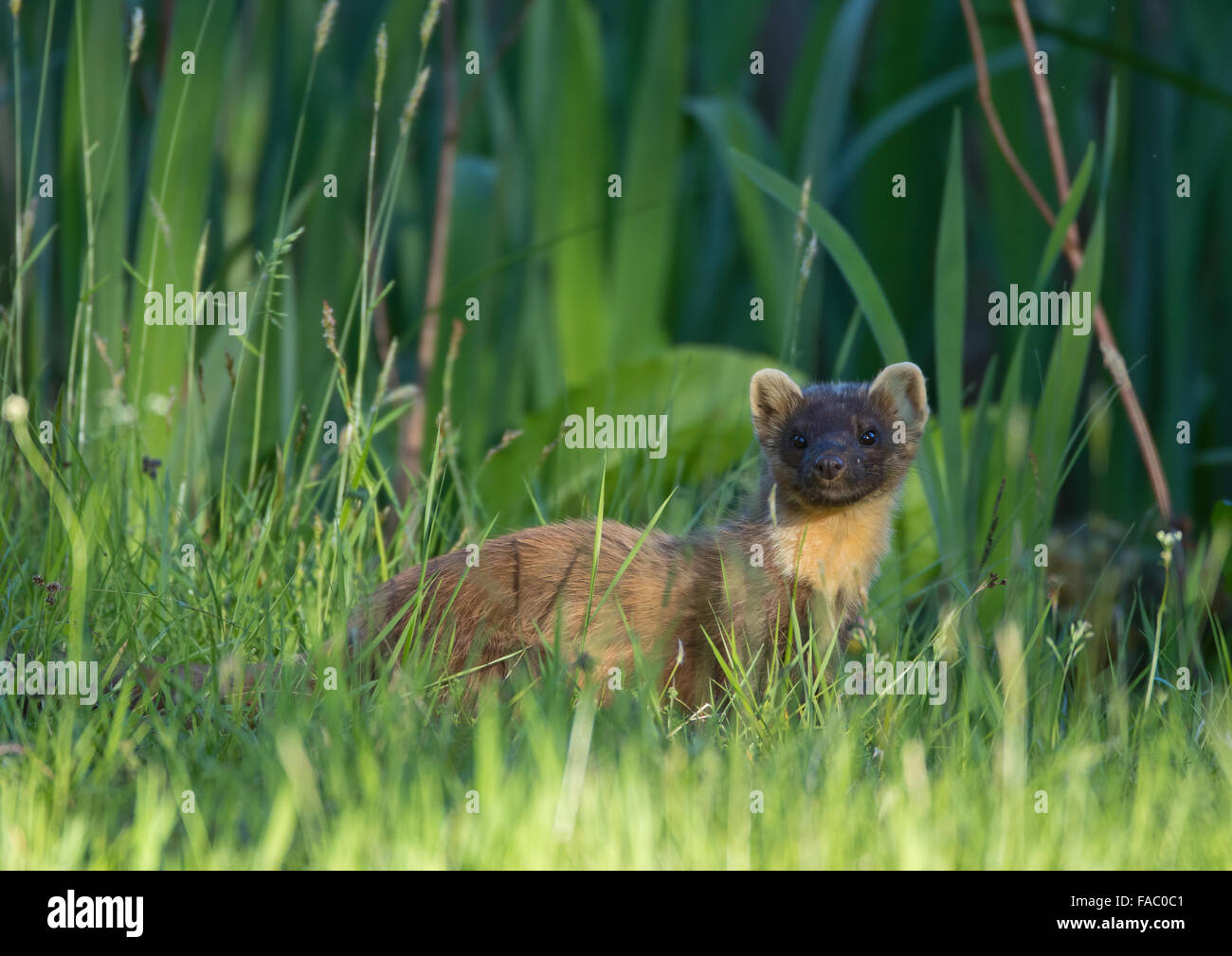 Pine Marten hunting Stock Photo - Alamy
