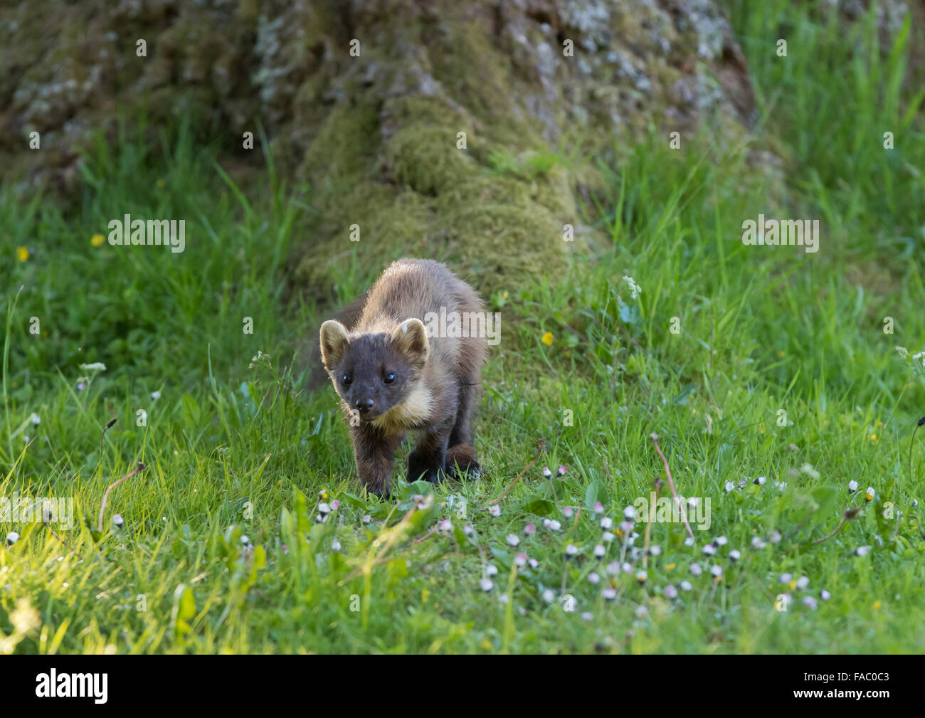 Pine Marten hunting Stock Photo - Alamy
