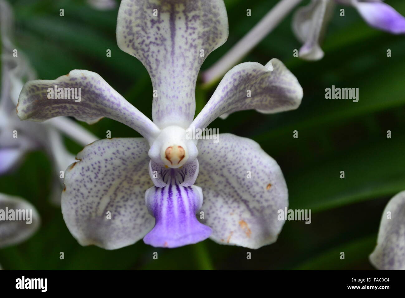 Striped orchids hi-res stock photography and images - Alamy